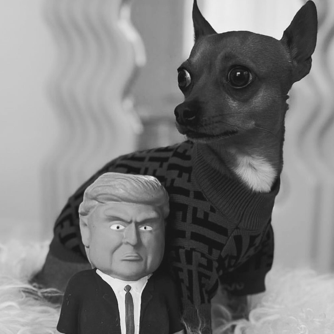 Novelty Parody Look-a-Like Dog Toys – Carica Chewers